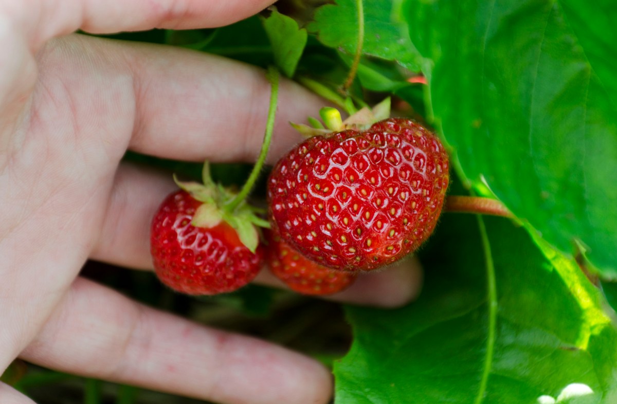 Photo Friday: A berry adventure – a quarter young