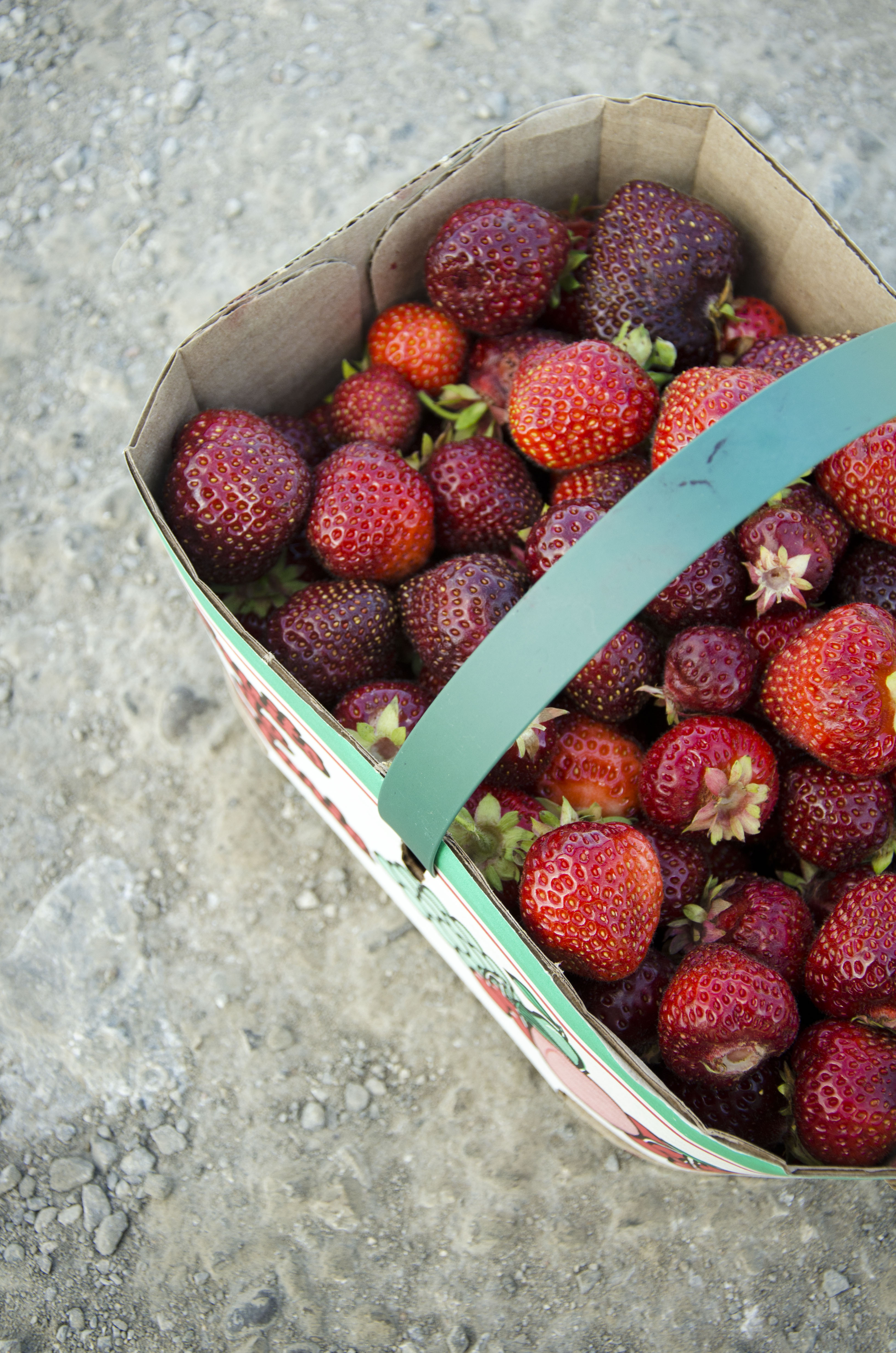 Photo Friday: A berry adventure – a quarter young