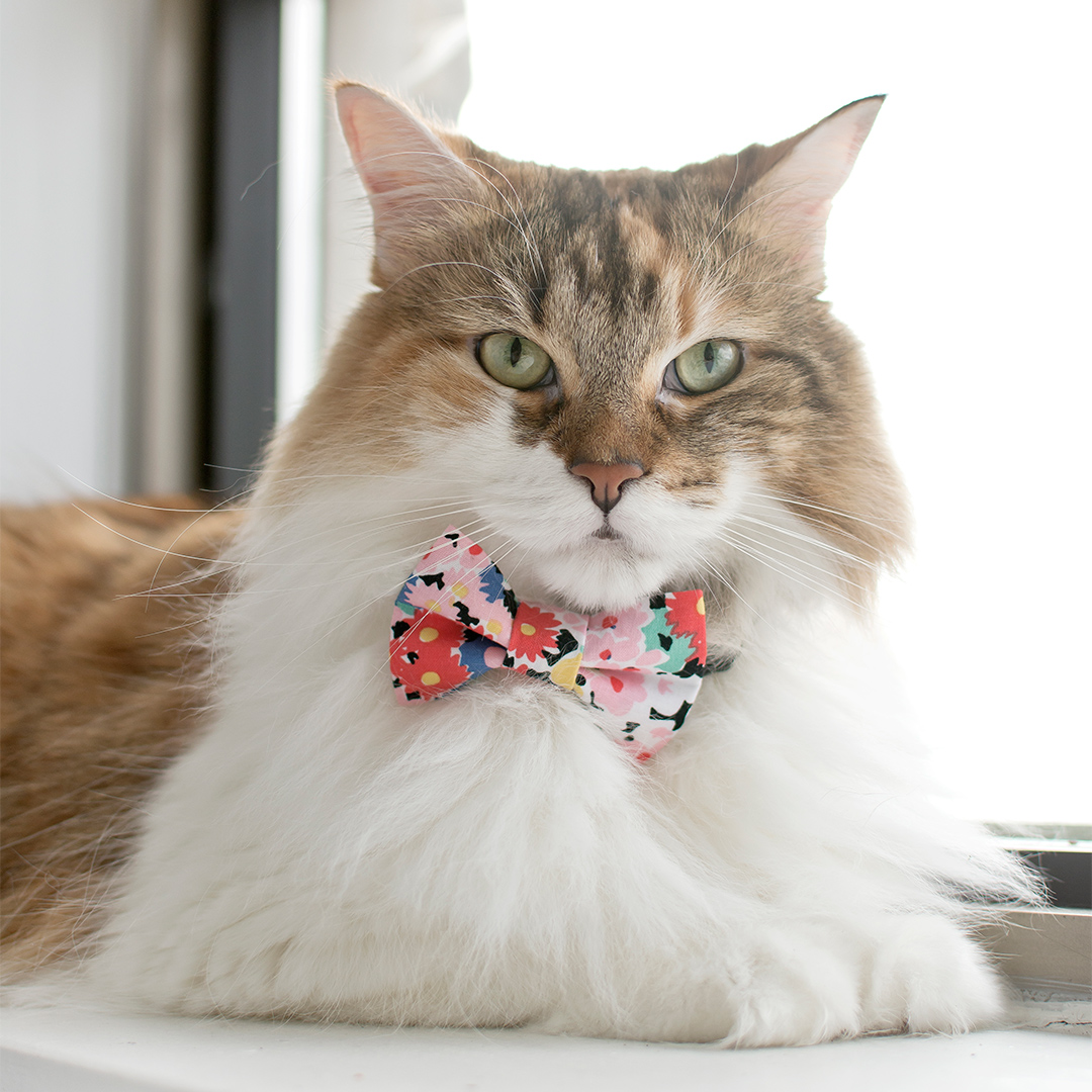 Oh My Cat gets the pawty started with an online boutique connecting ...